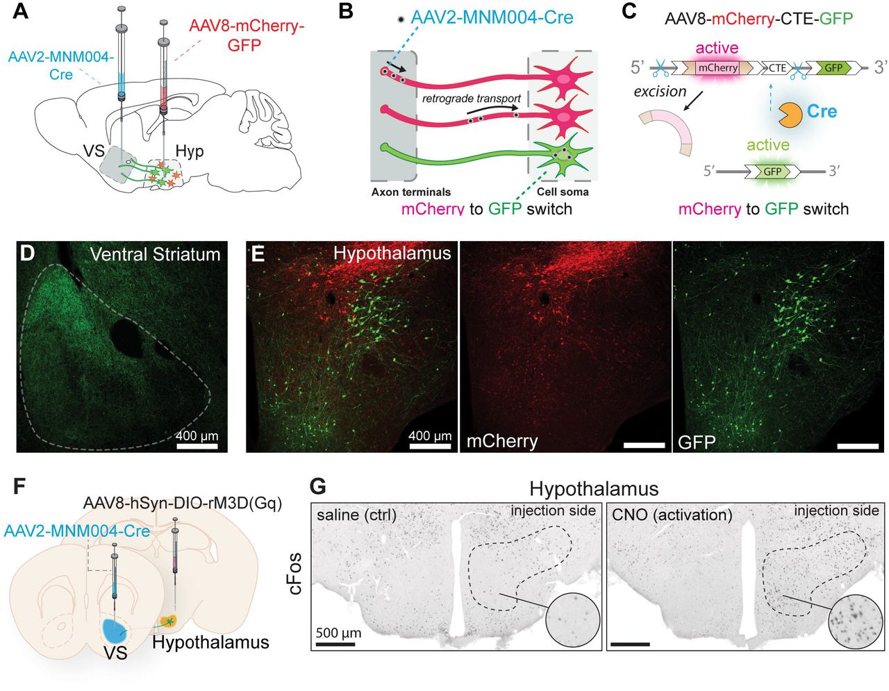 Aav8 Hsyn Dio Hm3d Gq Mcherry | Addgene inc | Bioz