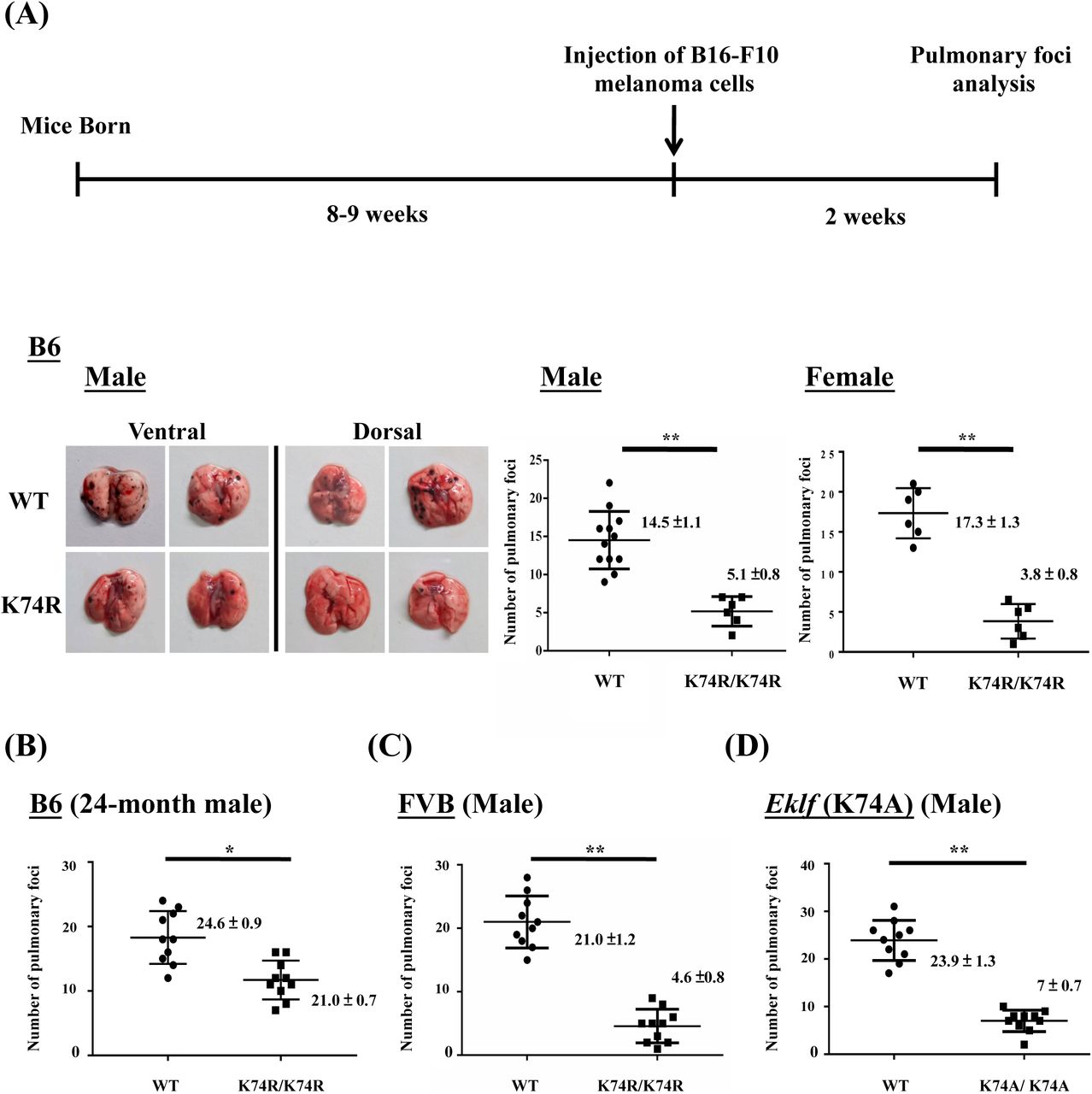 Melanoma Cell Line B16 F10 | ATCC | Bioz
