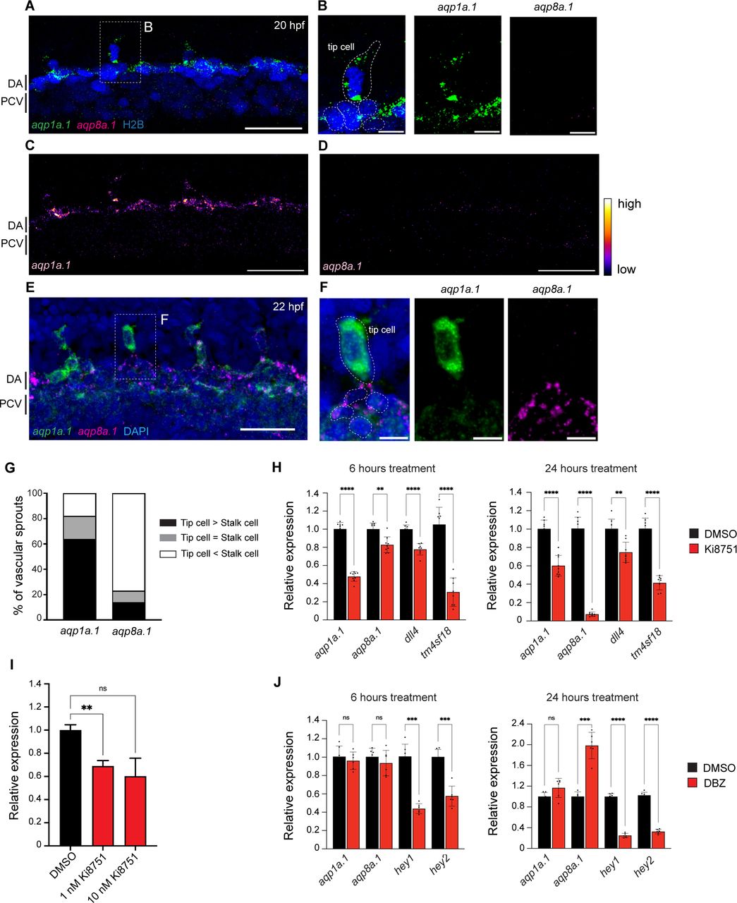 Rnascope Multiplex Fluorescent Reagent Kit V2 | Advanced Cell ...