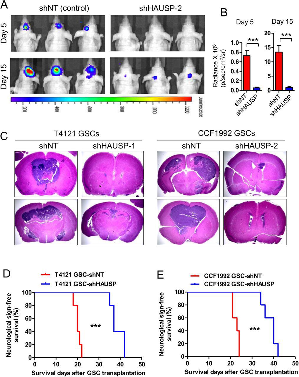 Jackson Lab Nsg Mice at Johanna Reed blog
