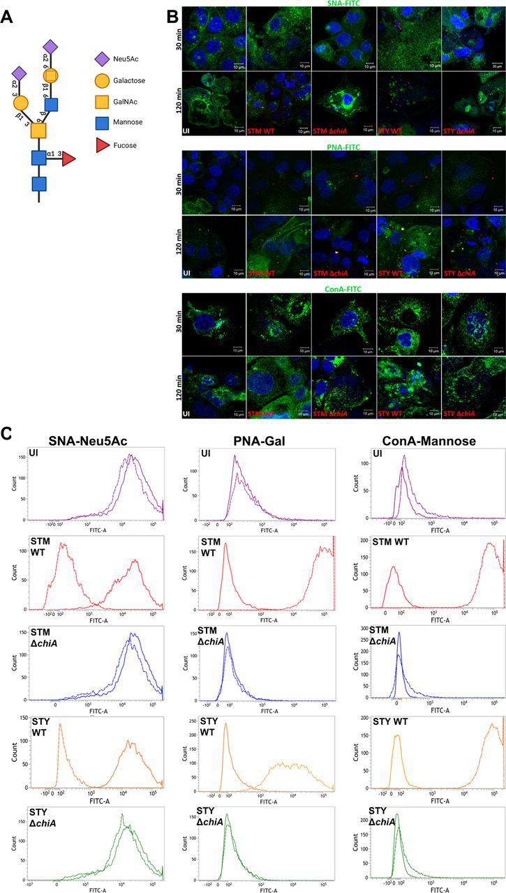 Human Caco2 Colorectal Adenocarcinoma Cell Line Atcc Bioz