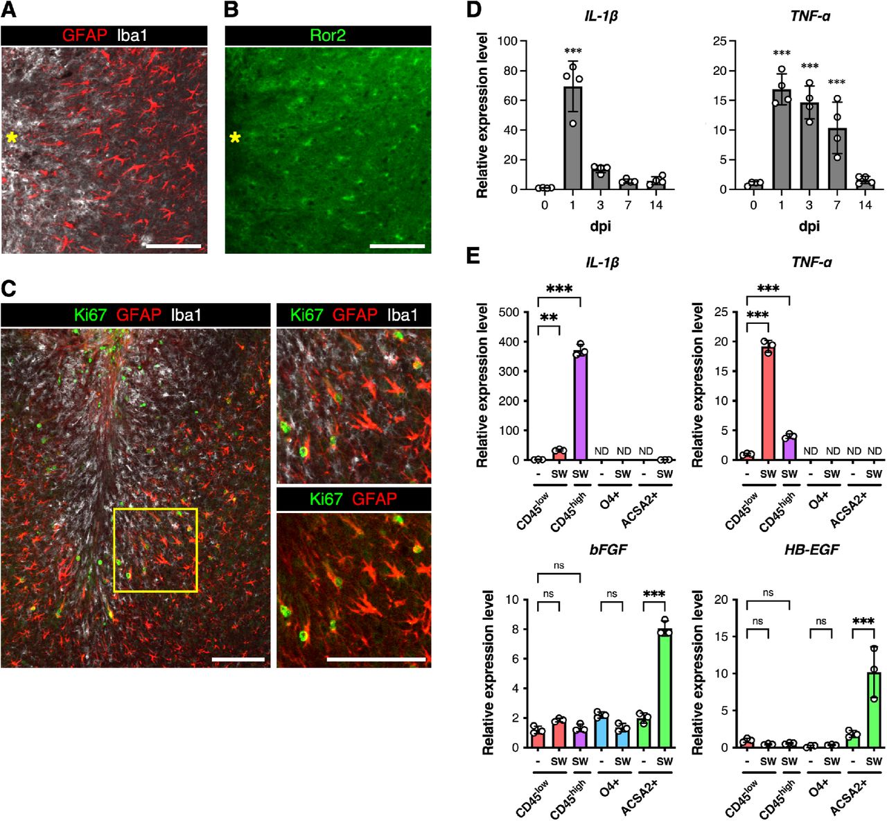 Egf | PeproTech | Bioz