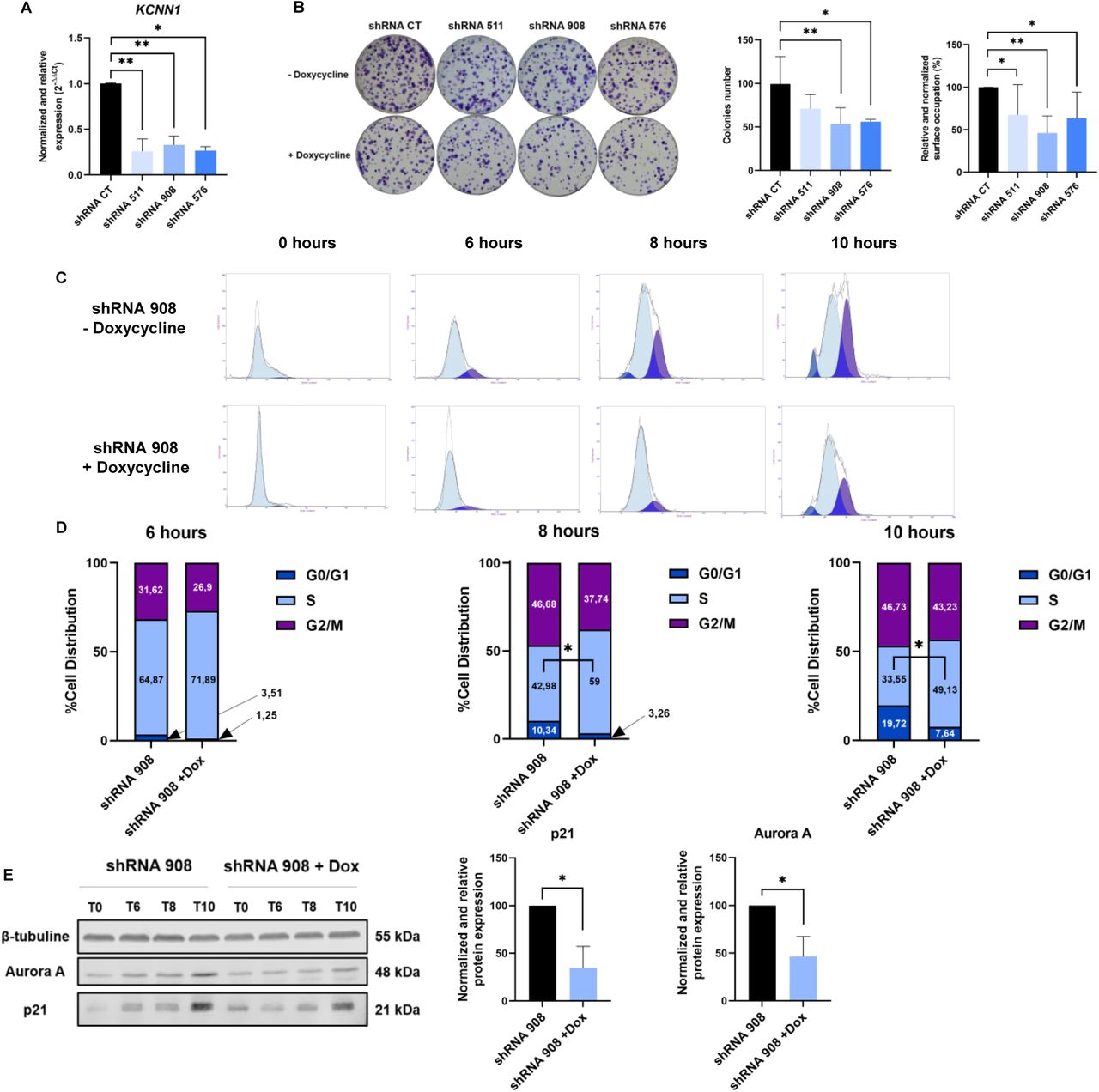 Anti P21 | Cell Signaling Technology Inc | Bioz
