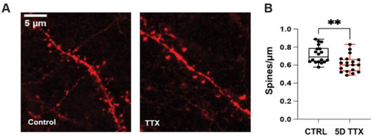 Ai14 Rcl Tdt D Cre Conditional Td Tomato Mice Jackson Laboratory Bioz