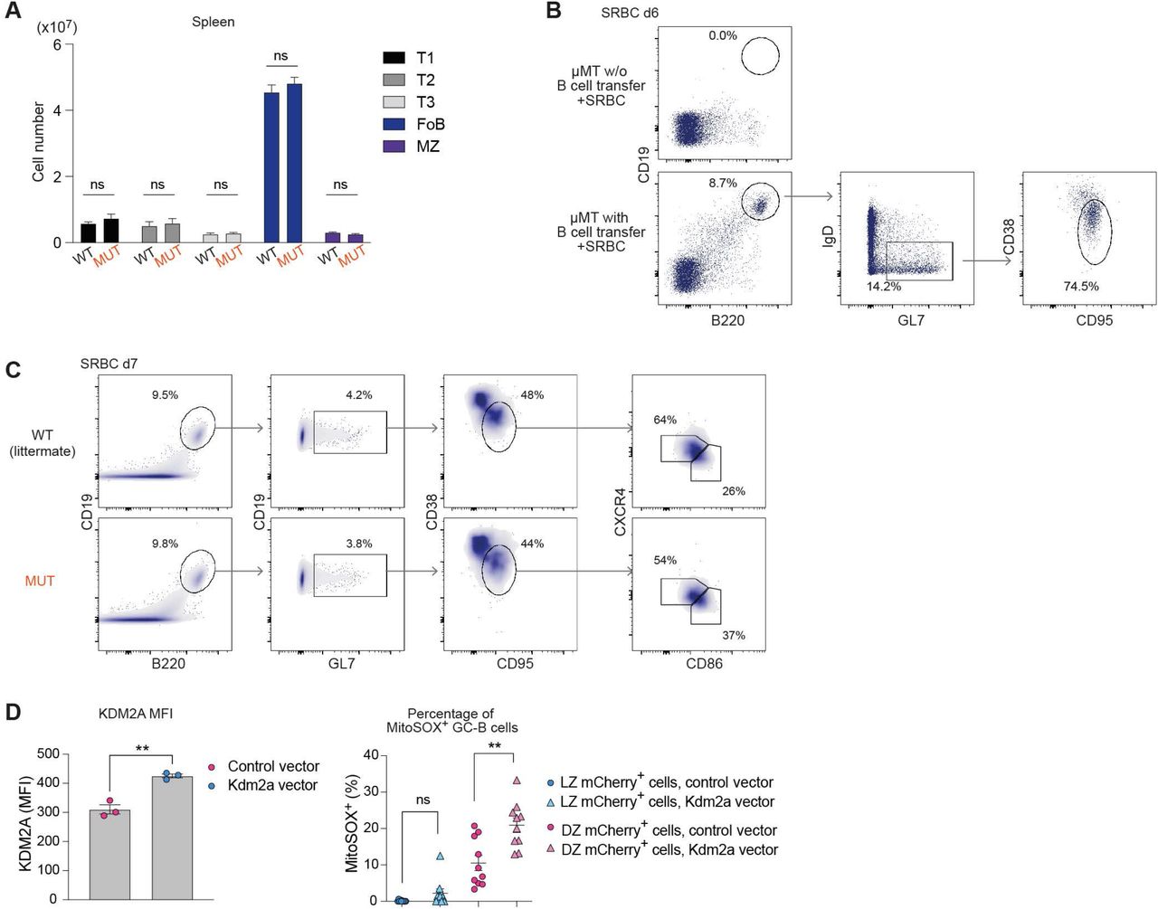 C57bl 6 Mice | Thermo Fisher | Bioz