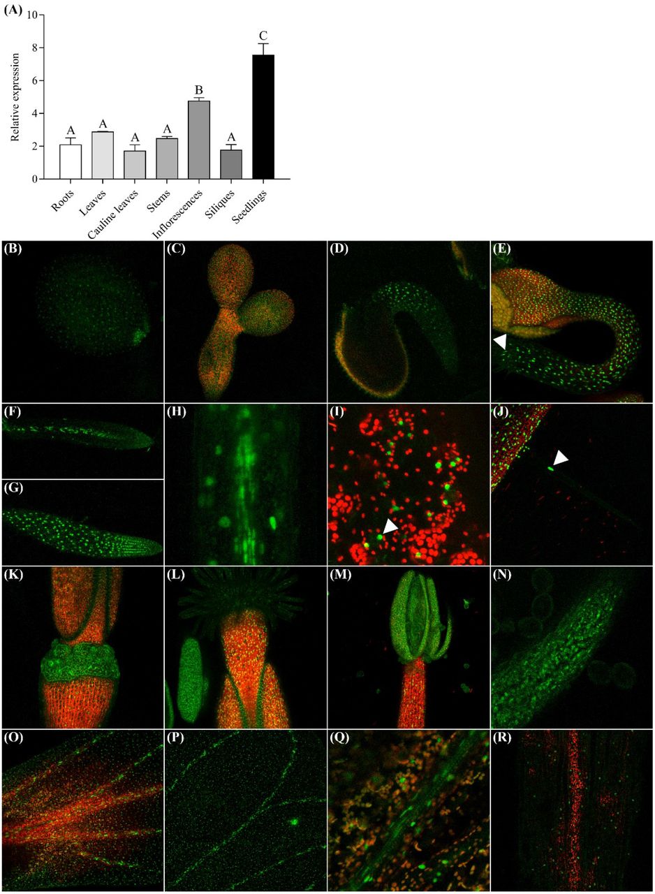 Bait Pgbkt7 Vector | TaKaRa | Bioz