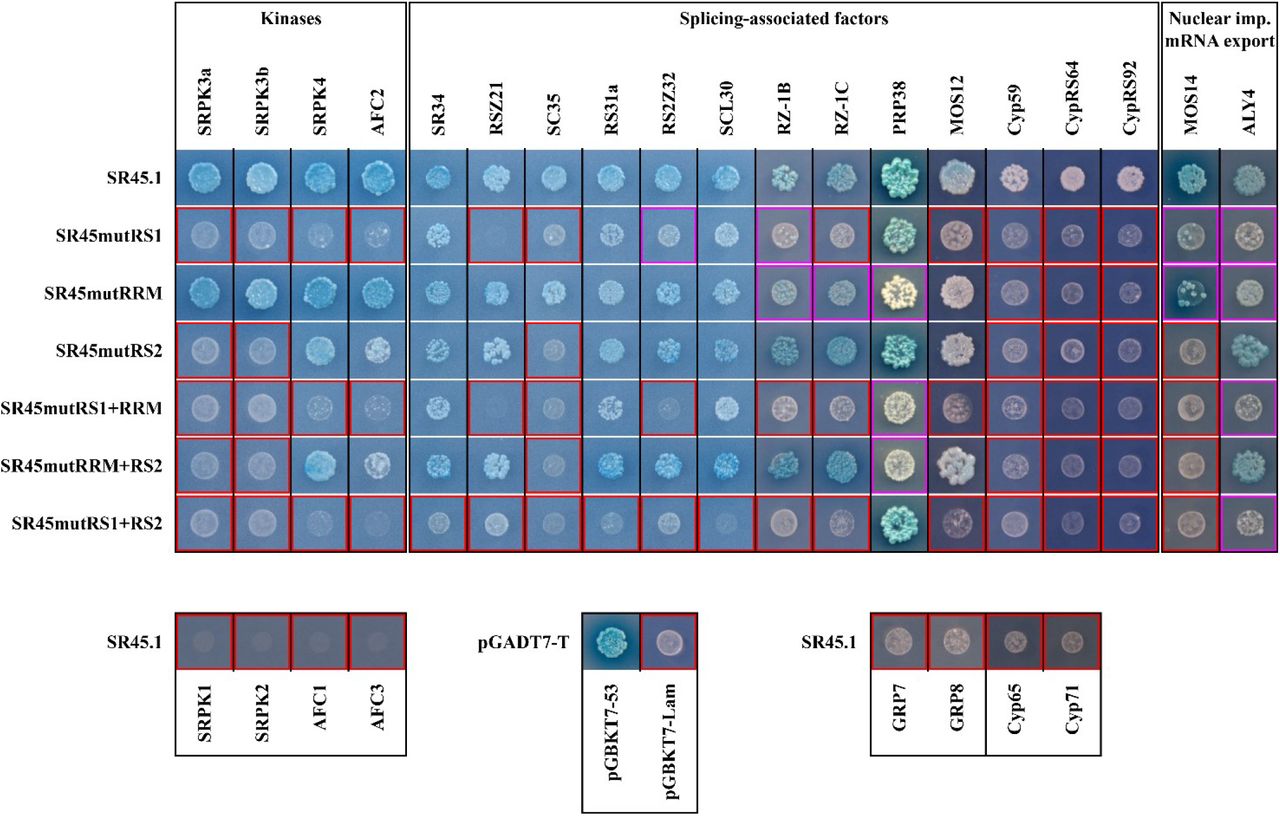 Pgadt7 Vector | TaKaRa | Bioz