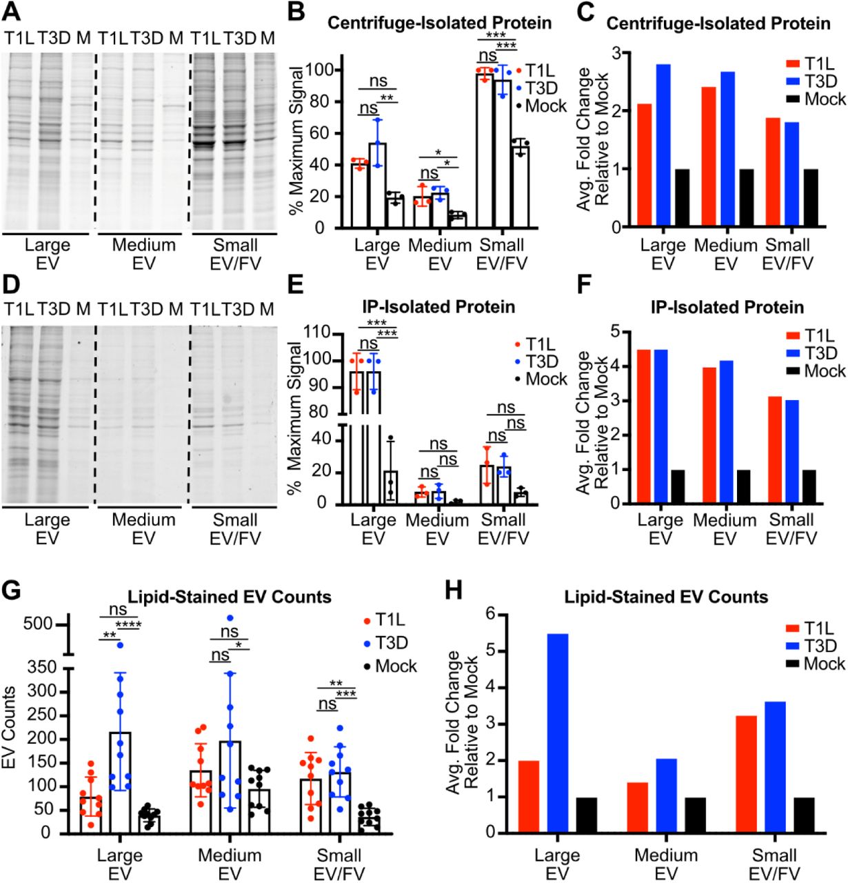 Annexin V Binding Buffer | Miltenyi Biotec | Bioz