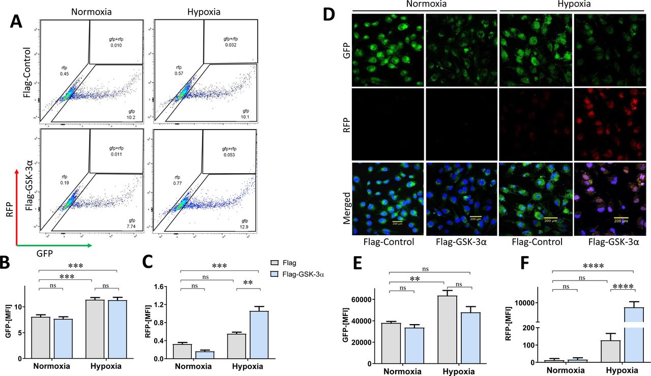 Rfp Gfp Lc3 Plasmid | Addgene inc | Bioz