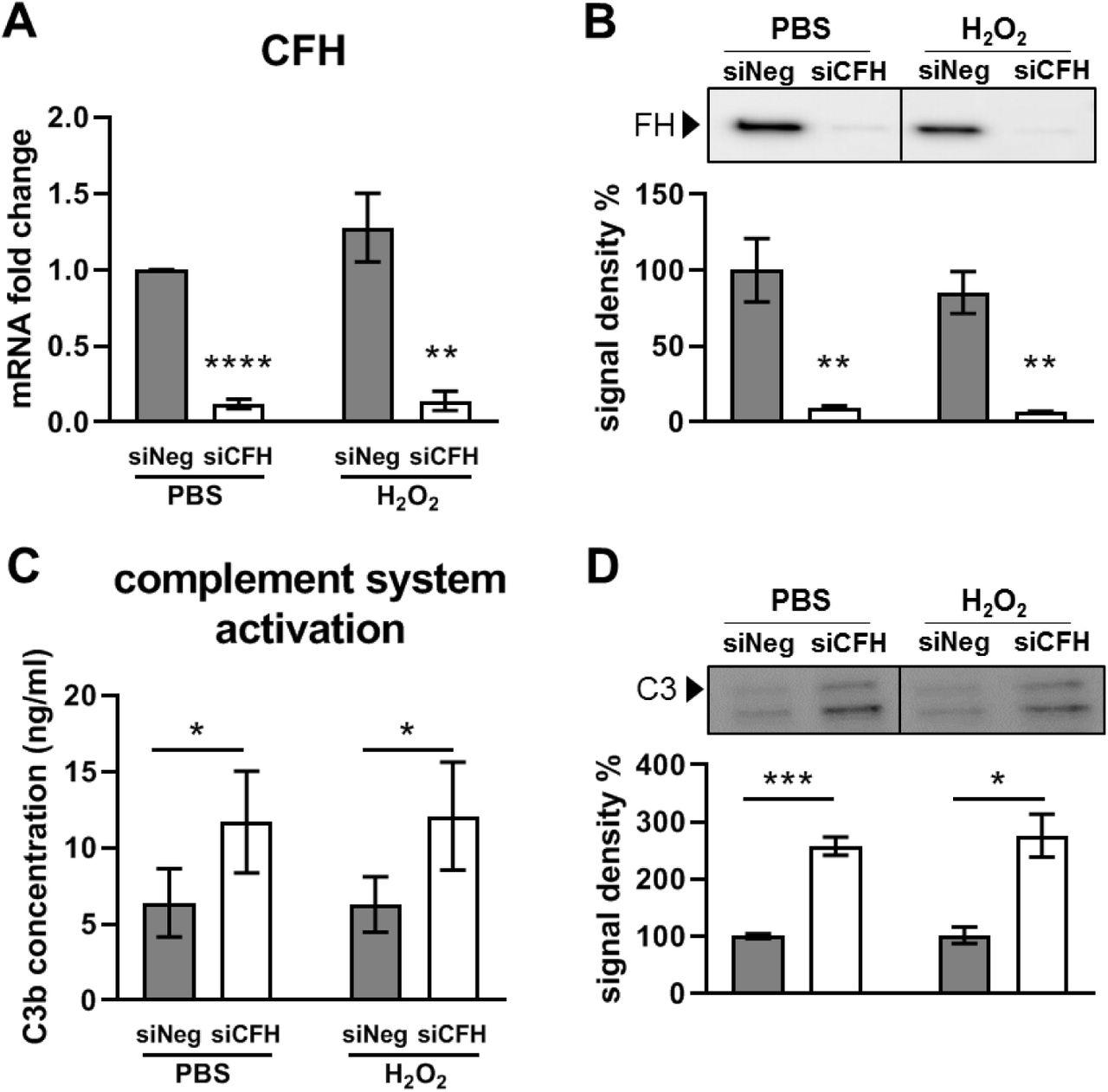 Retinal Pigment Epithelium Rpe Cell Line Htert Rpe1 | ATCC | Bioz