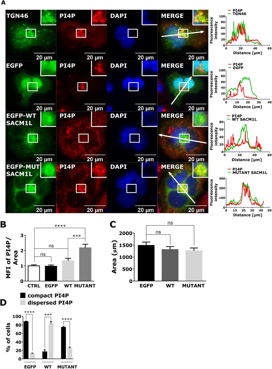 Imagej Quantification Fluorescence Measuring Cell