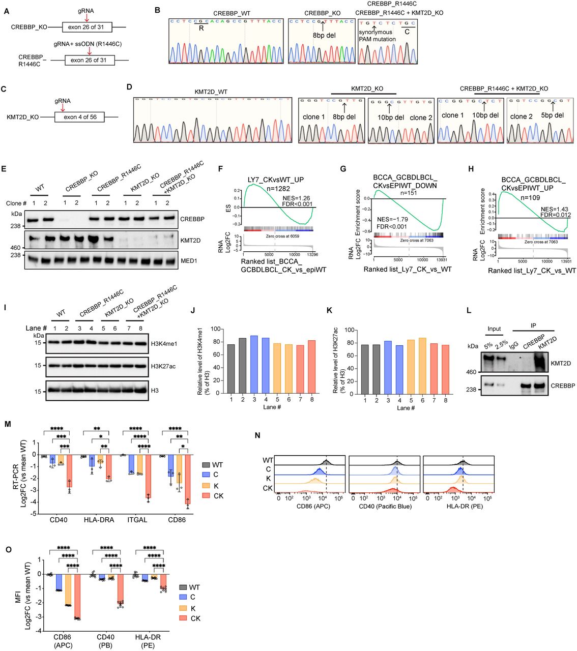 Human Dlbcl Cells Lines | DSMZ | Bioz
