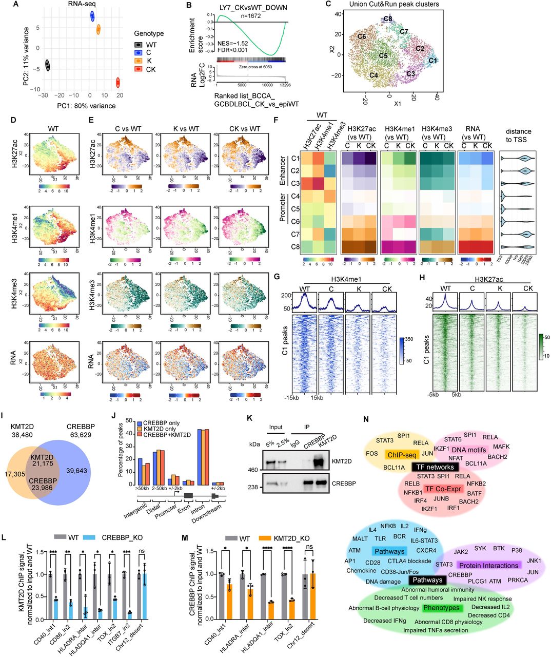 Human Dlbcl Cells Lines | DSMZ | Bioz