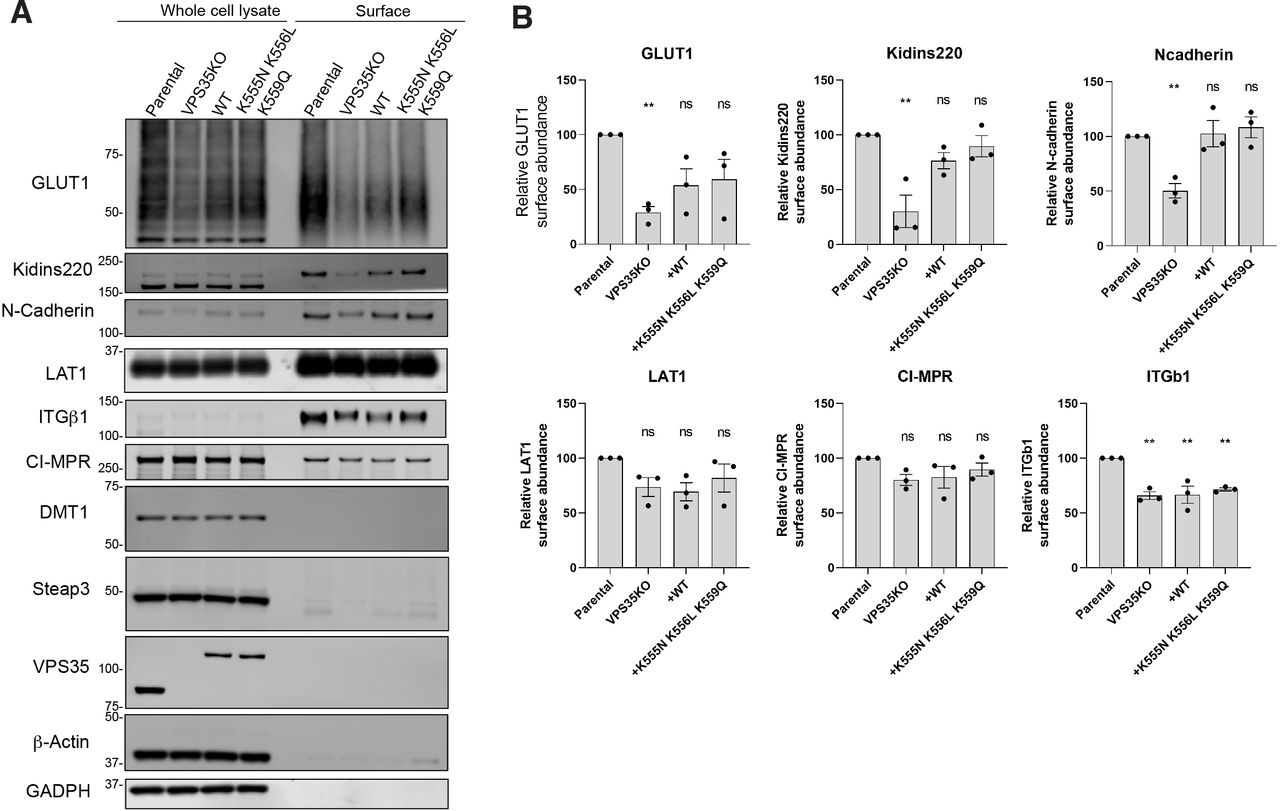 H4 Cells | ATCC | Bioz