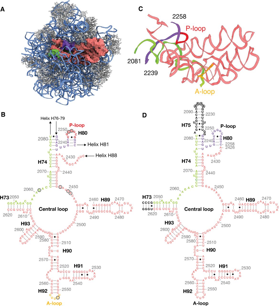 50s E Coli Ribosomal Subunit | Thermo Fisher | Bioz