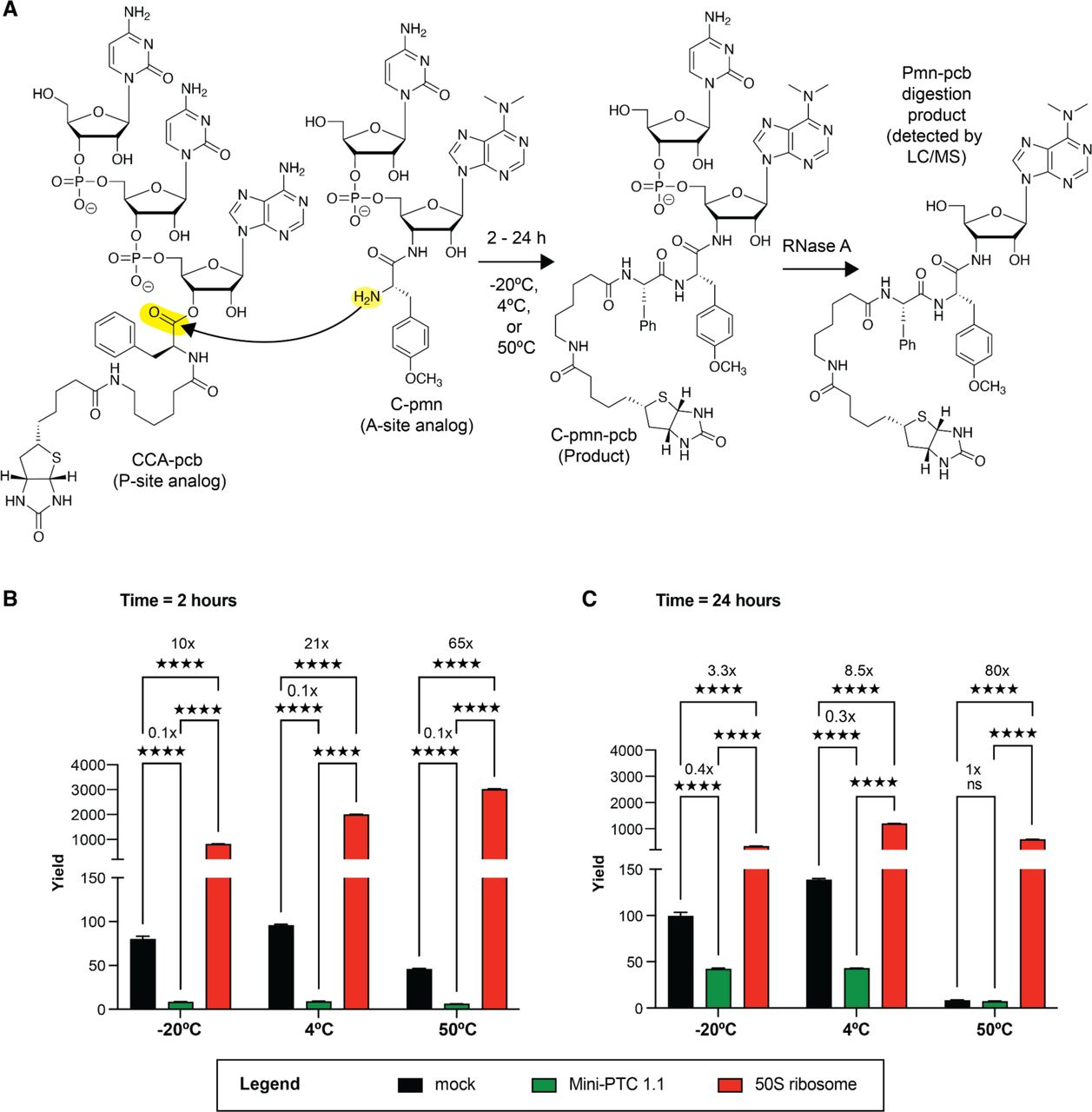 50s E Coli Ribosomal Subunit | Thermo Fisher | Bioz