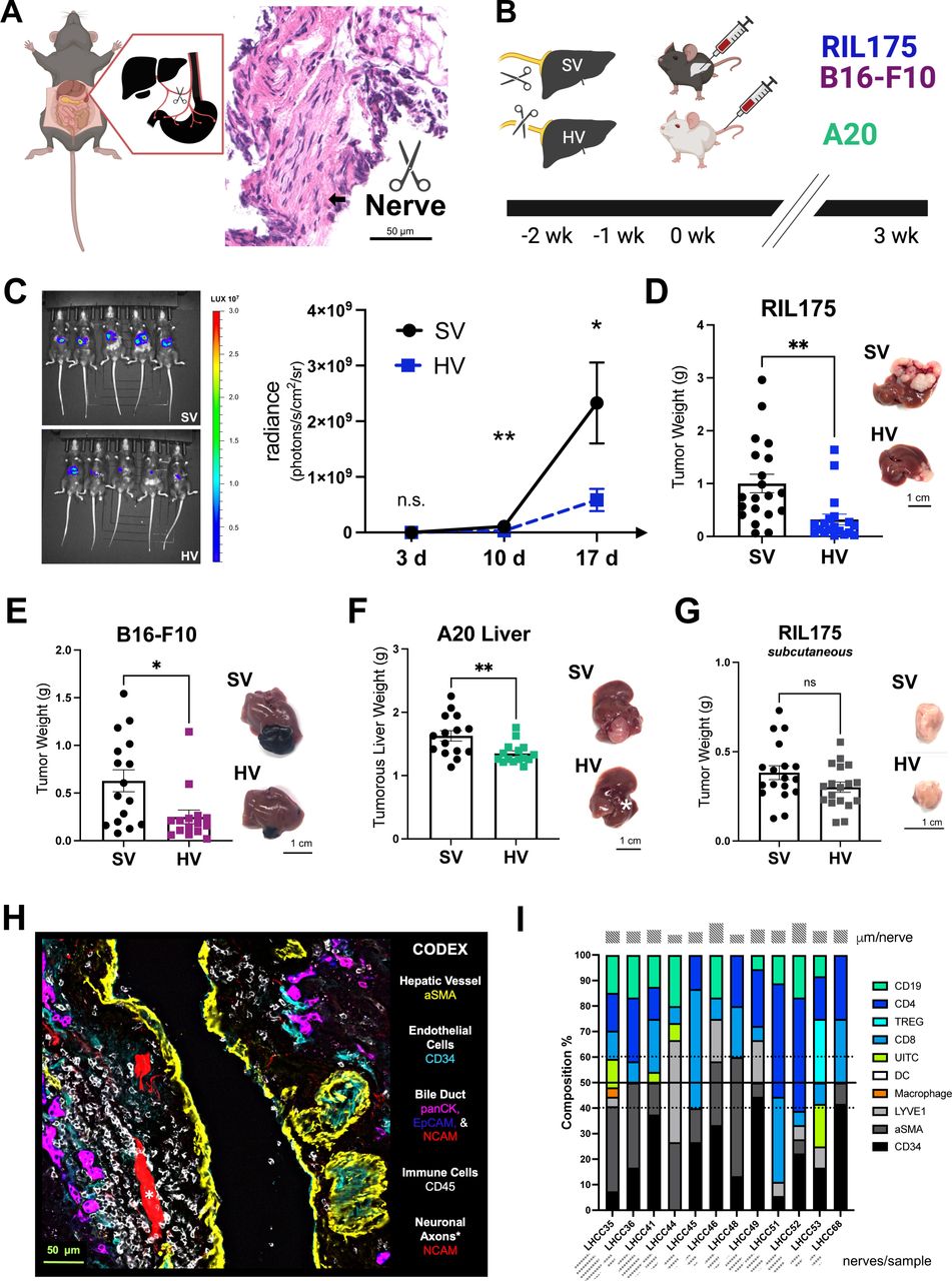 B16 Ova Cells | ATCC | Bioz