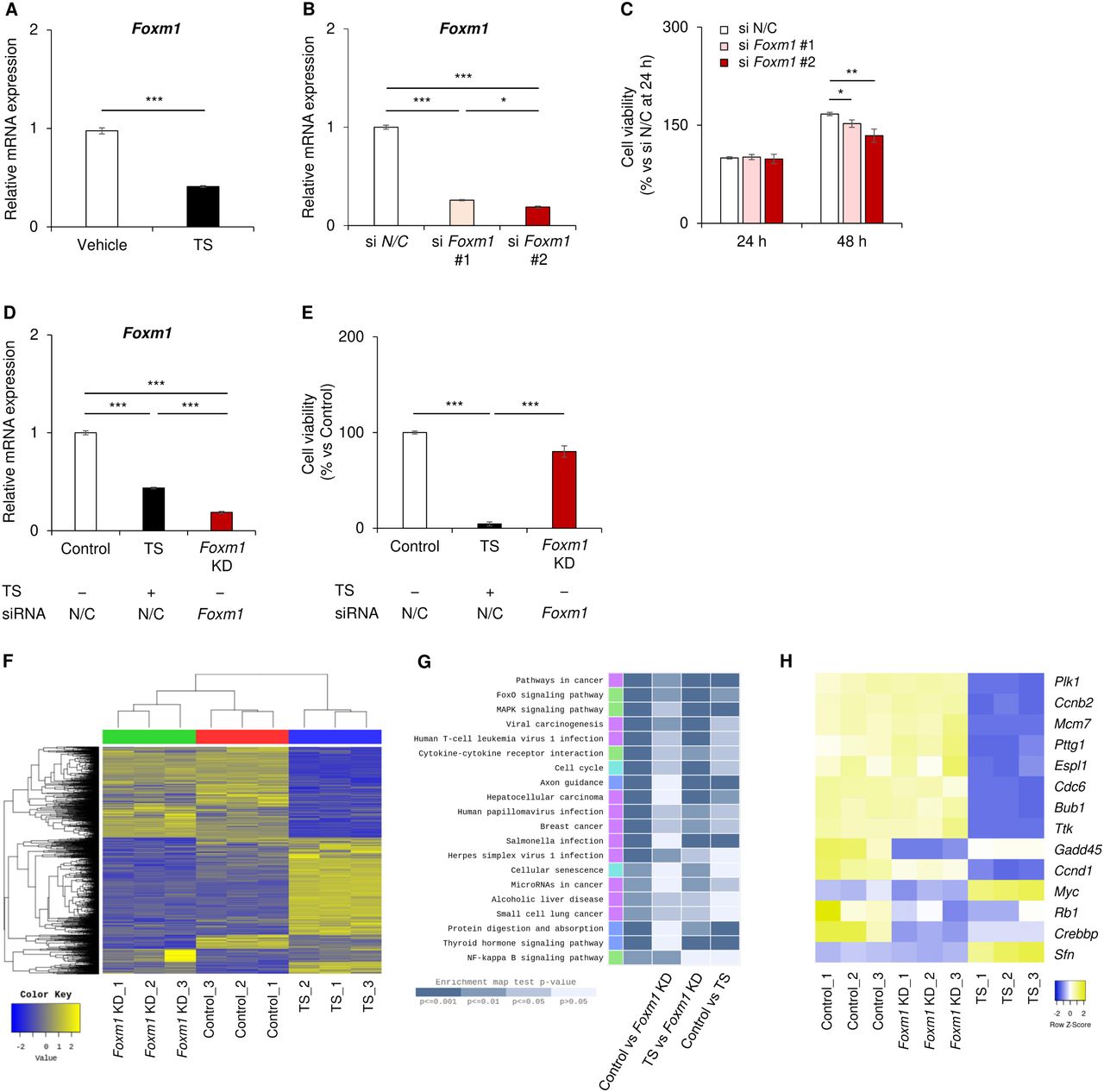 Pcdna3 1 Foxm1 | Thermo Fisher | Bioz