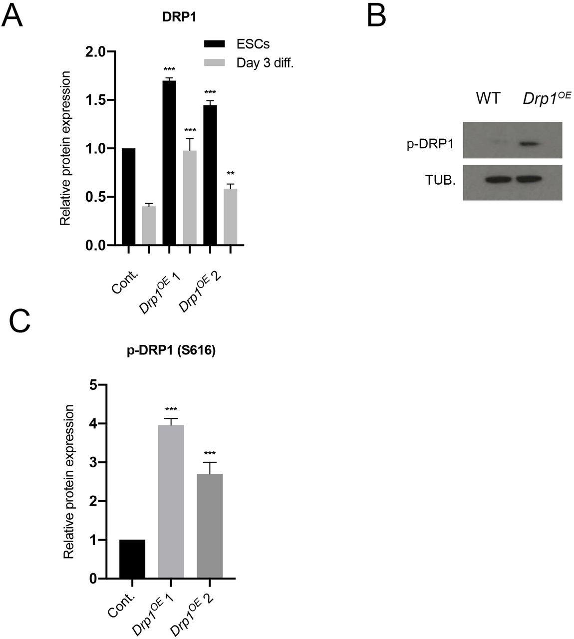 Sgrna Guides Flanking Drp1 Exon2 | Addgene inc | Bioz