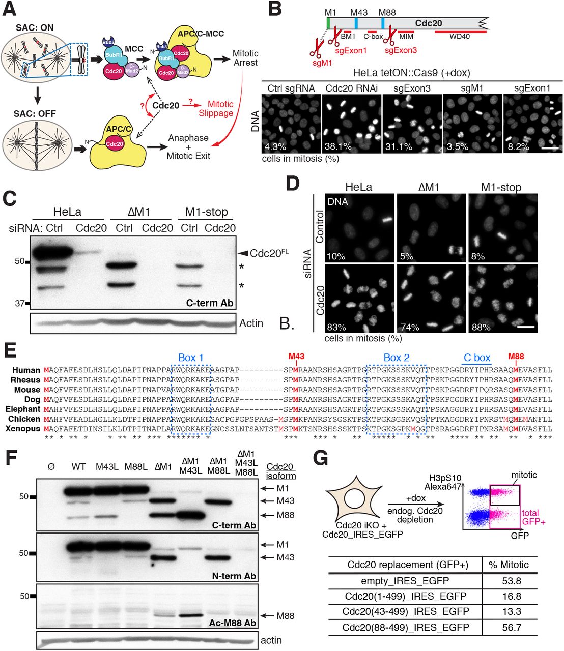 Inducible Crispr Cas9 Hela Cells | Millipore | Bioz
