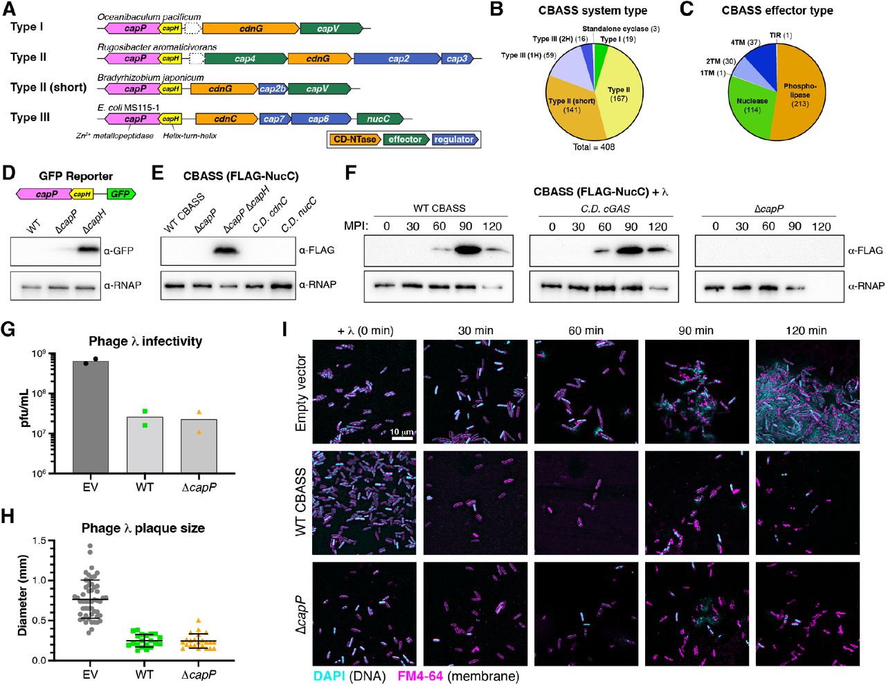 E Coli Strain Rosetta 2 De3 Plyss | Millipore | Bioz
