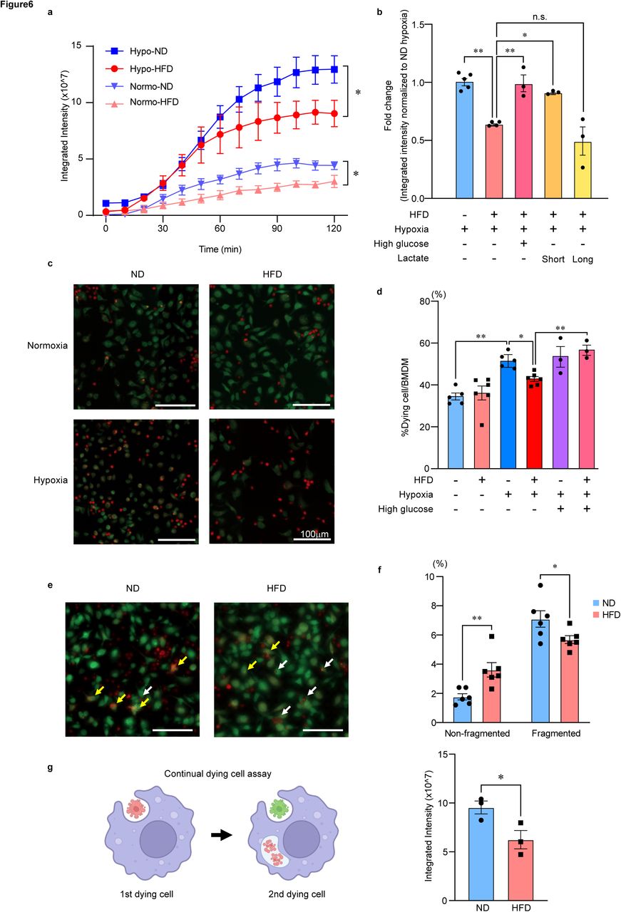 Celltracker Red Cmtpx Dye | Thermo Fisher | Bioz