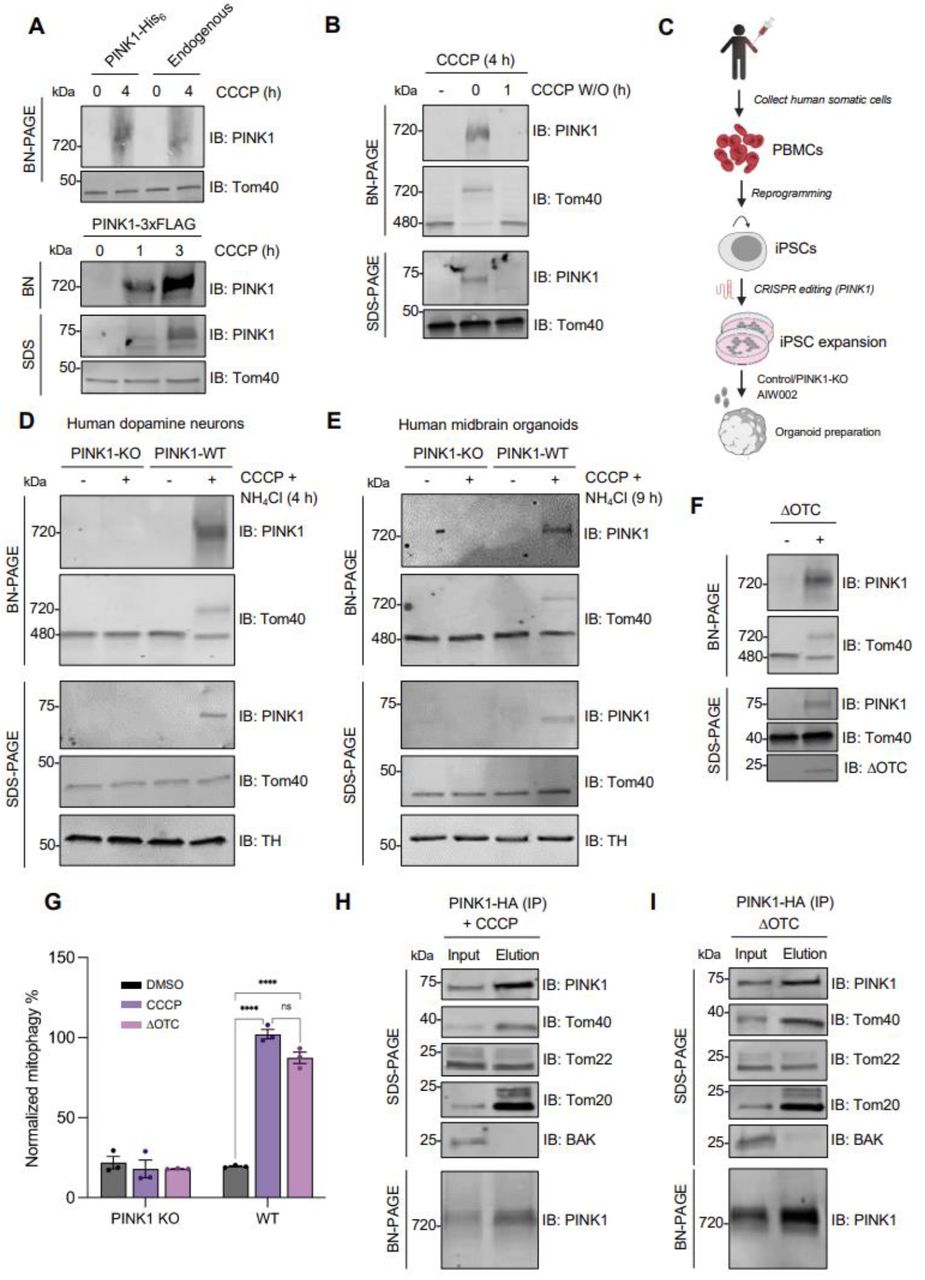 Jetprime Reagent | Polyplus-transfection SA | Bioz