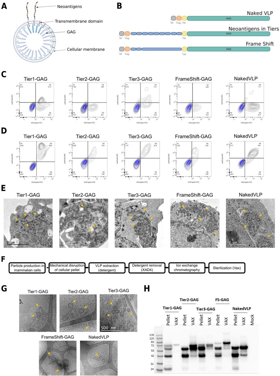 Hiv P24 | Abcam | Bioz
