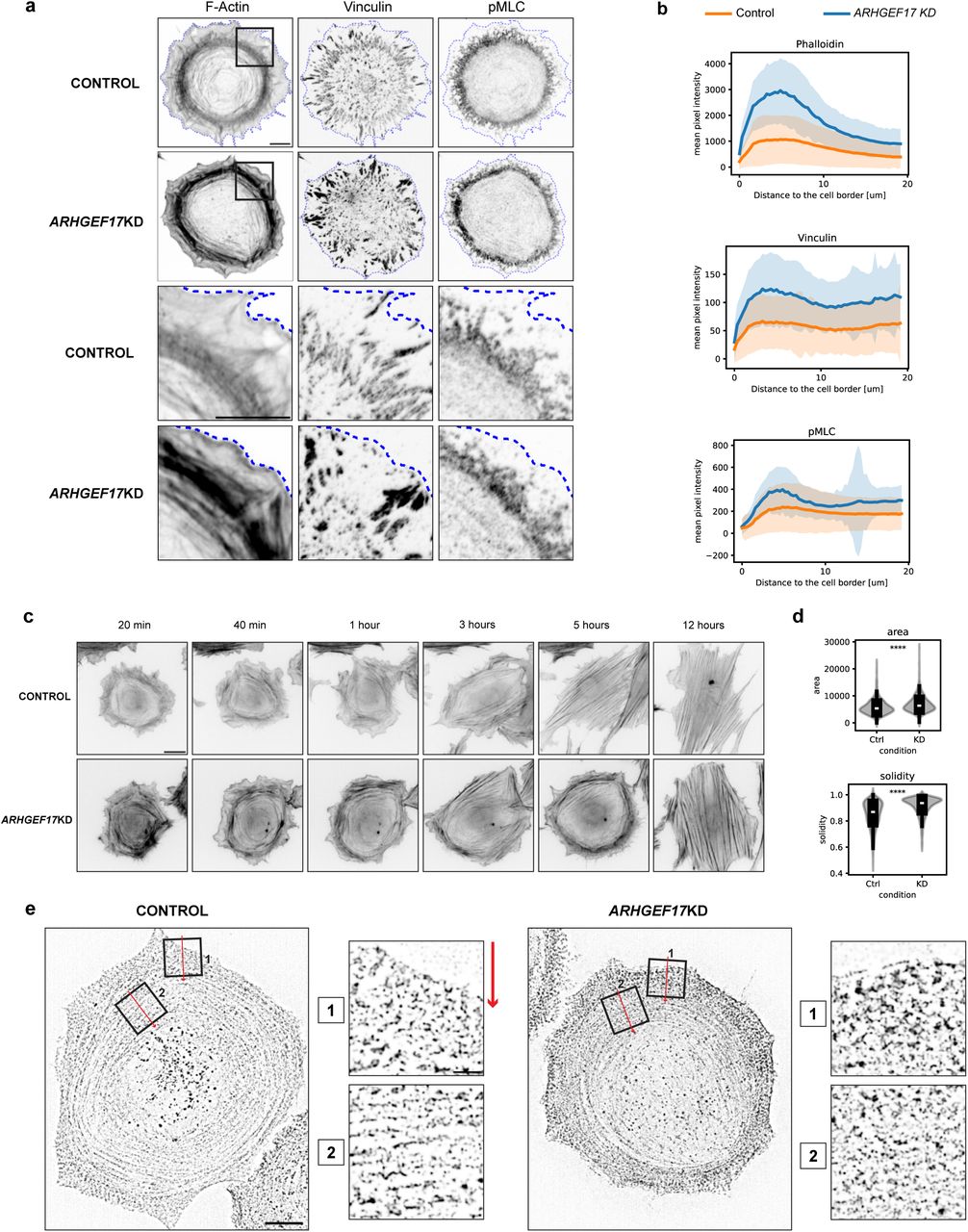 Purified Human Plasma Fibronectin | Millipore | Bioz