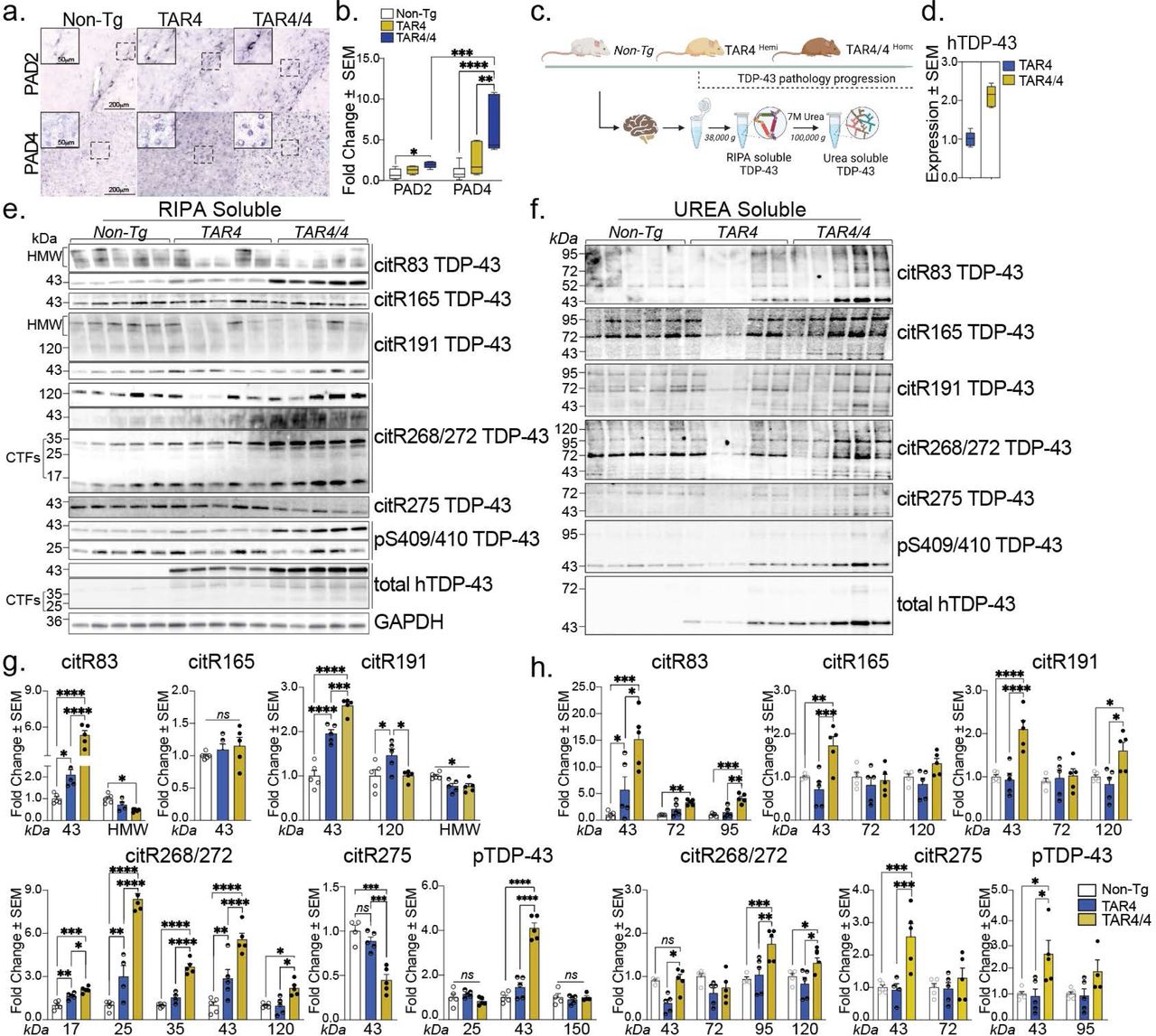 Pad4 Primary Antibodies | Thermo Fisher | Bioz