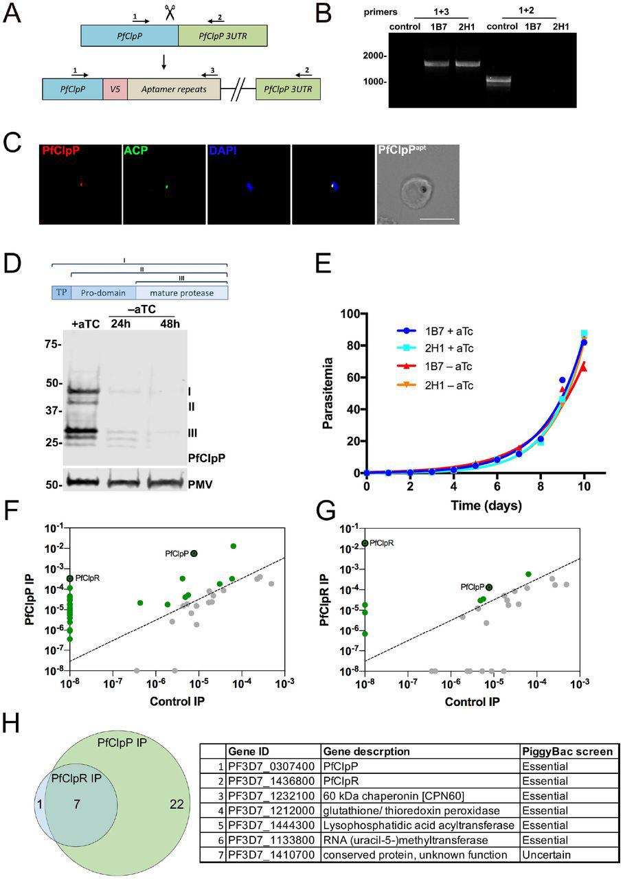 Rabbit Anti V5 Affinity Purified, Bethyl | Bioz