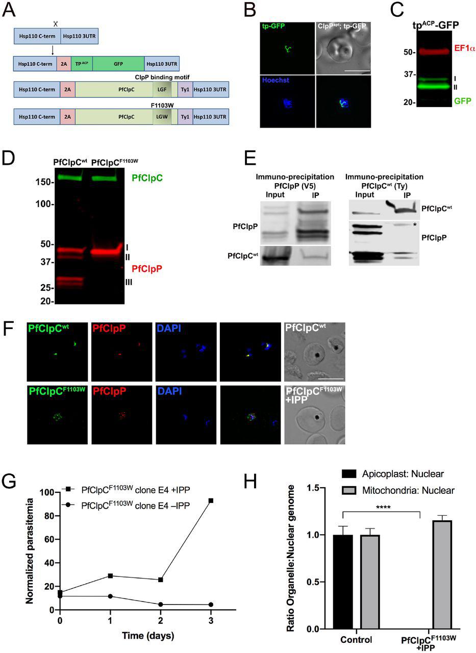 Rabbit Anti V5 Affinity Purified, Bethyl | Bioz