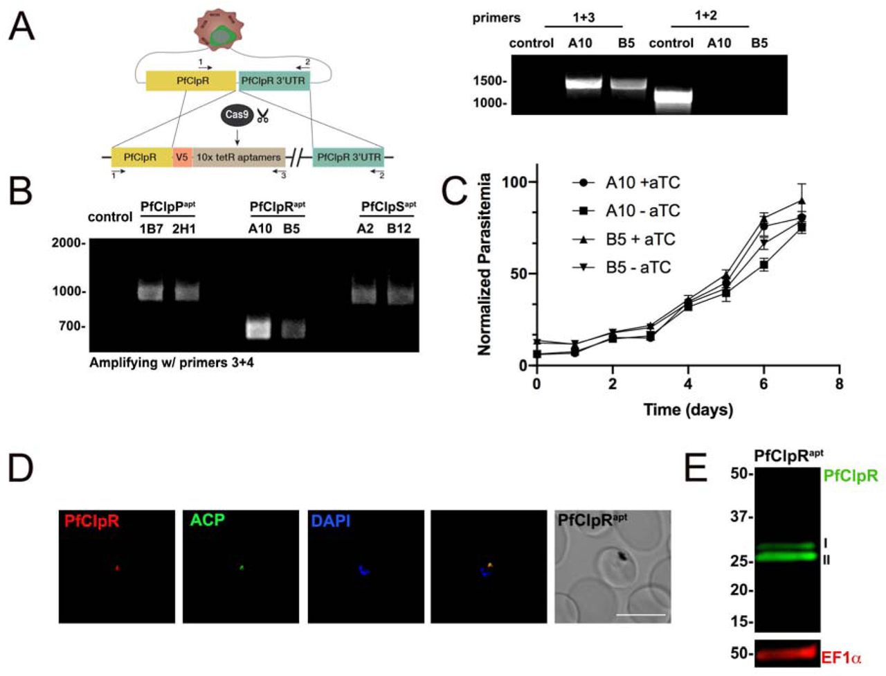 Rabbit Anti V5 Affinity Purified, Bethyl | Bioz