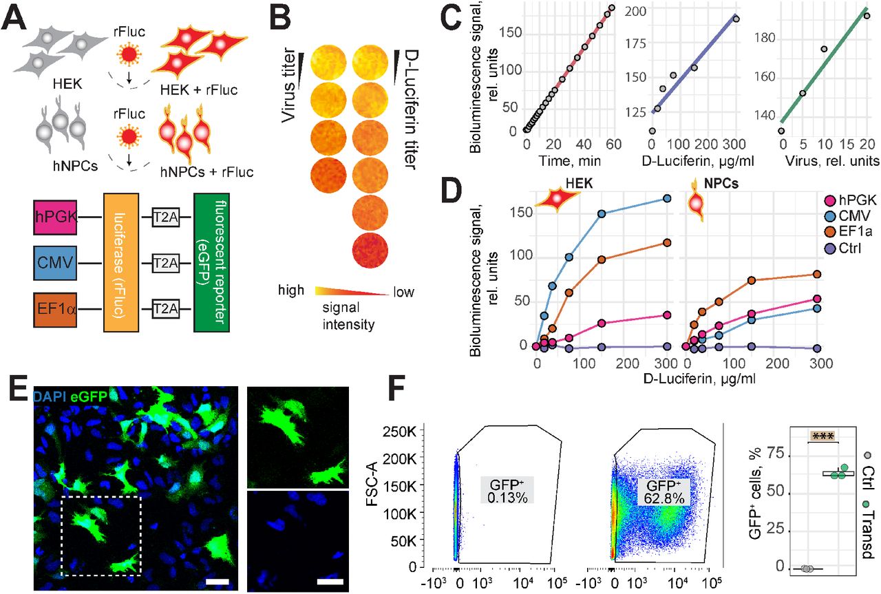 Gfp Luc Npcs | Thermo Fisher | Bioz