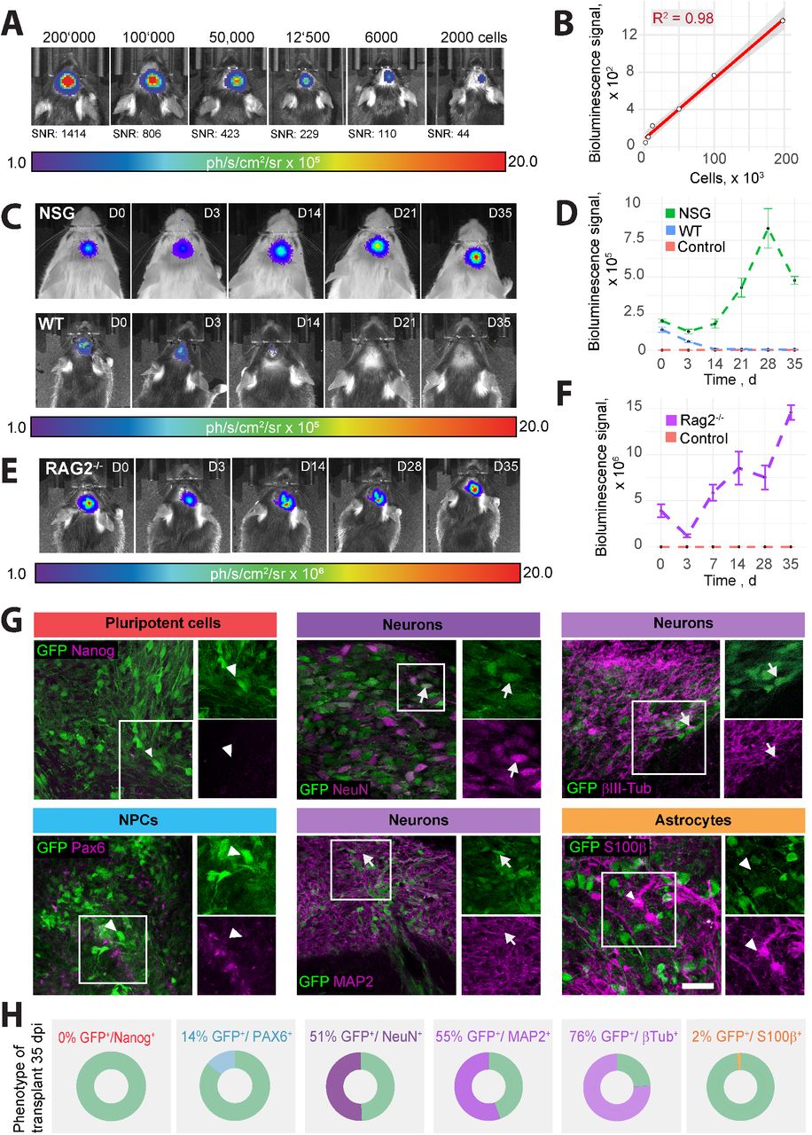 Gfp Luc Npcs | Thermo Fisher | Bioz