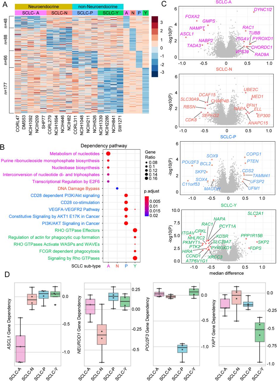 Sclc Cell Lines Nci H526 | ATCC | Bioz