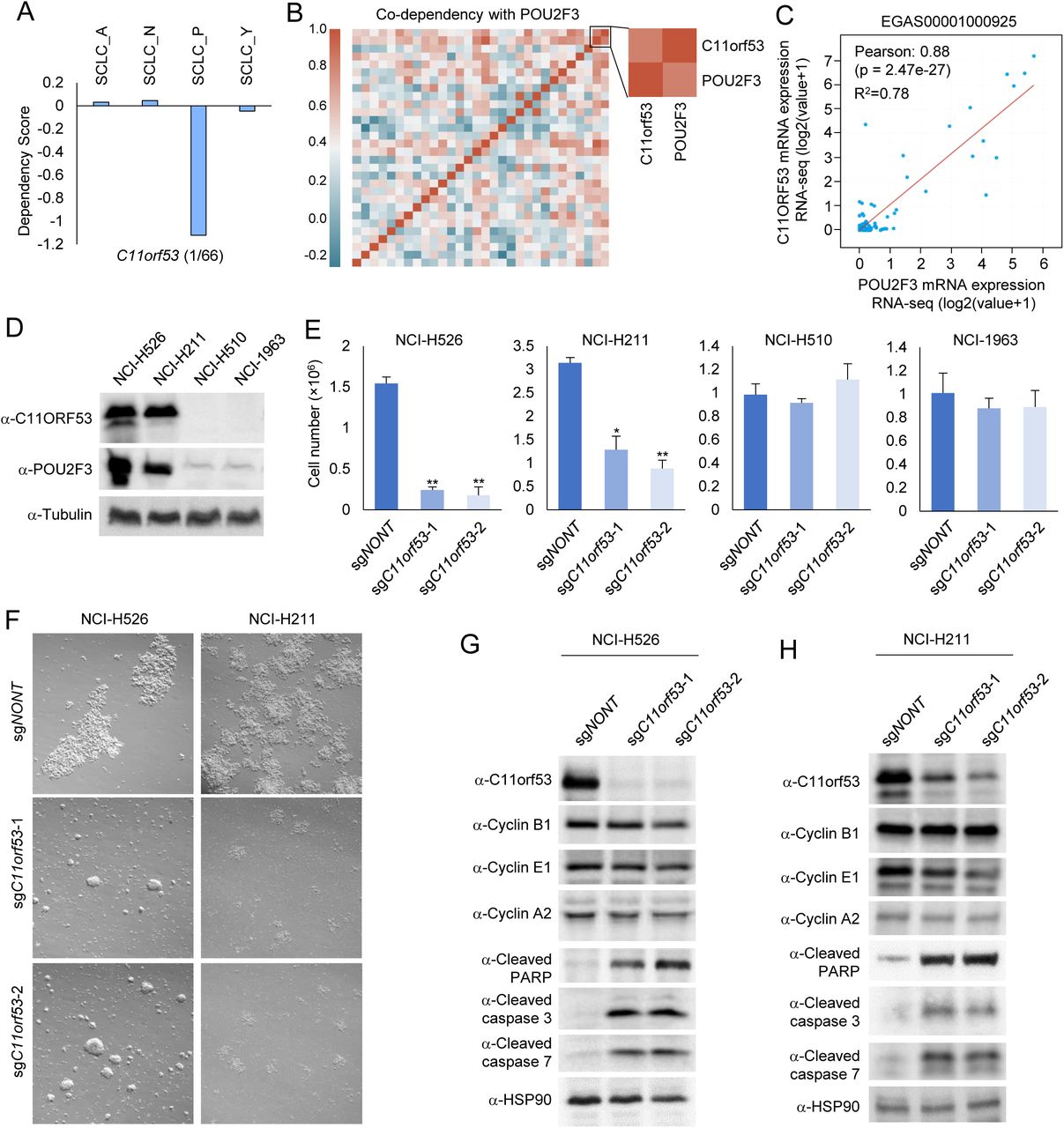 Sclc Cell Lines Nci H526 | ATCC | Bioz
