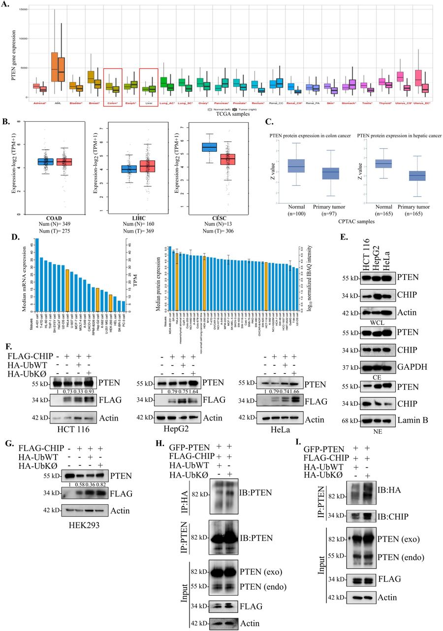 Pten Staining | Agilent technologies | Bioz