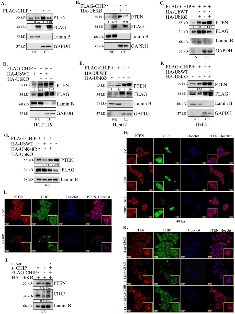 Pten Staining | Agilent technologies | Bioz