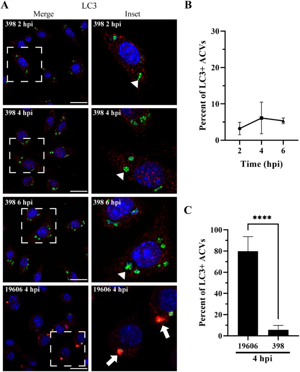 Mouse Macrophage J774a 1 Cell Line | ATCC | Bioz