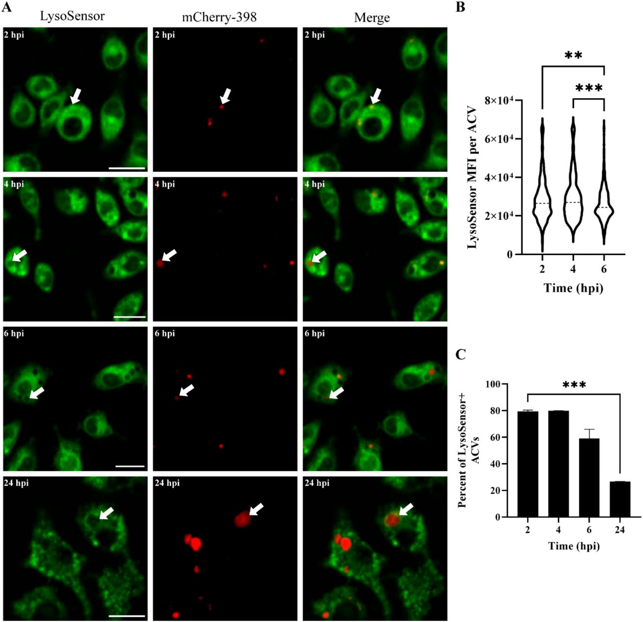 J774a 1 Mouse Macrophage Cell Line | ATCC | Bioz