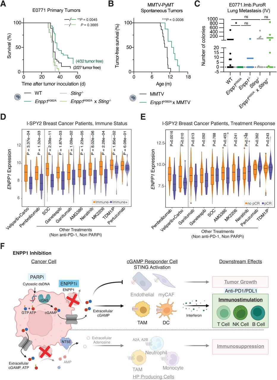 E0771 Lmb Cells | ATCC | Bioz