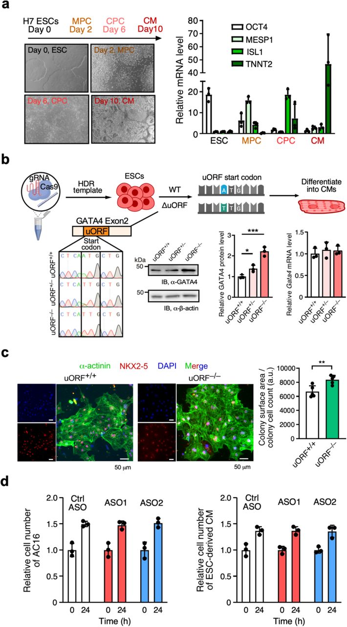 Cas9 Grna | Thermo Fisher | Bioz