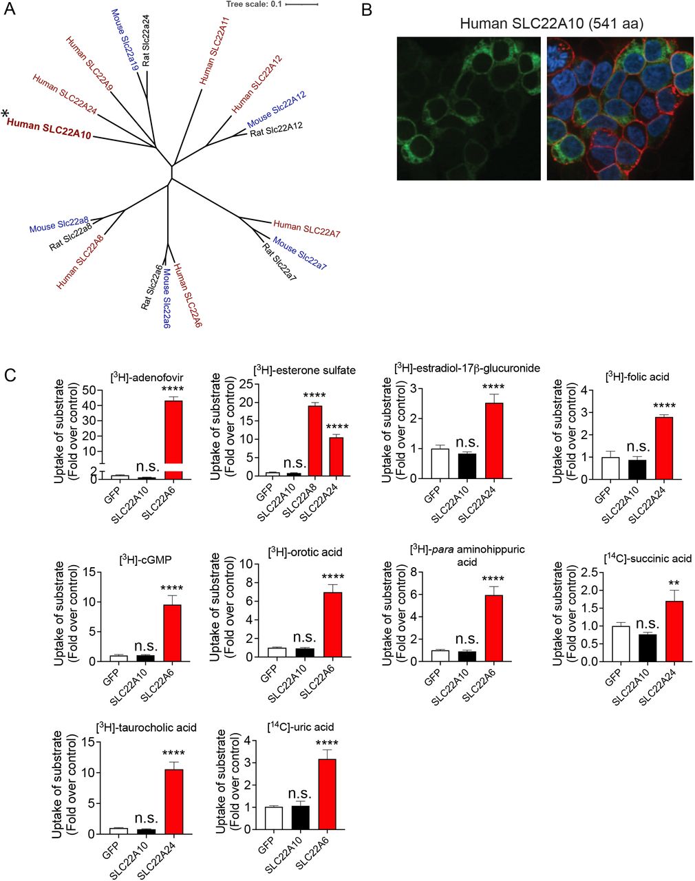 Transfection Mix | Thermo Fisher | Bioz