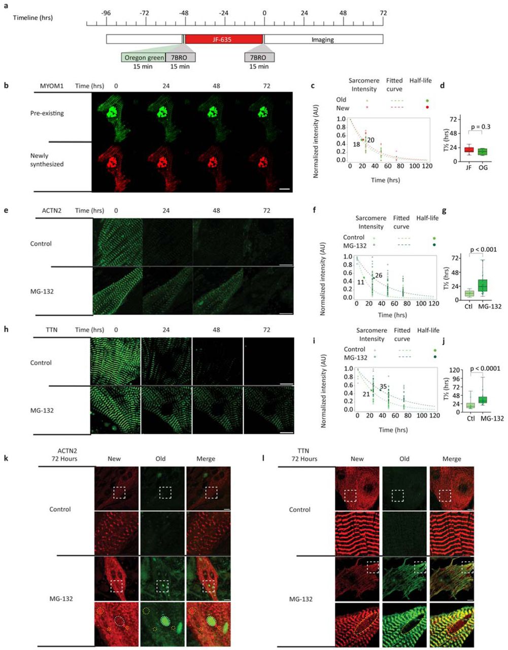Neonatal Cardiomyocyte Isolation System | Worthington Biochemical | Bioz