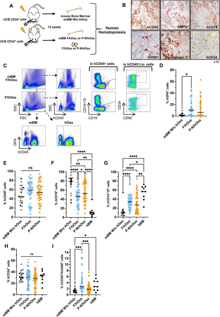 Human Cd34 Microbead Kit | Miltenyi Biotec | Bioz