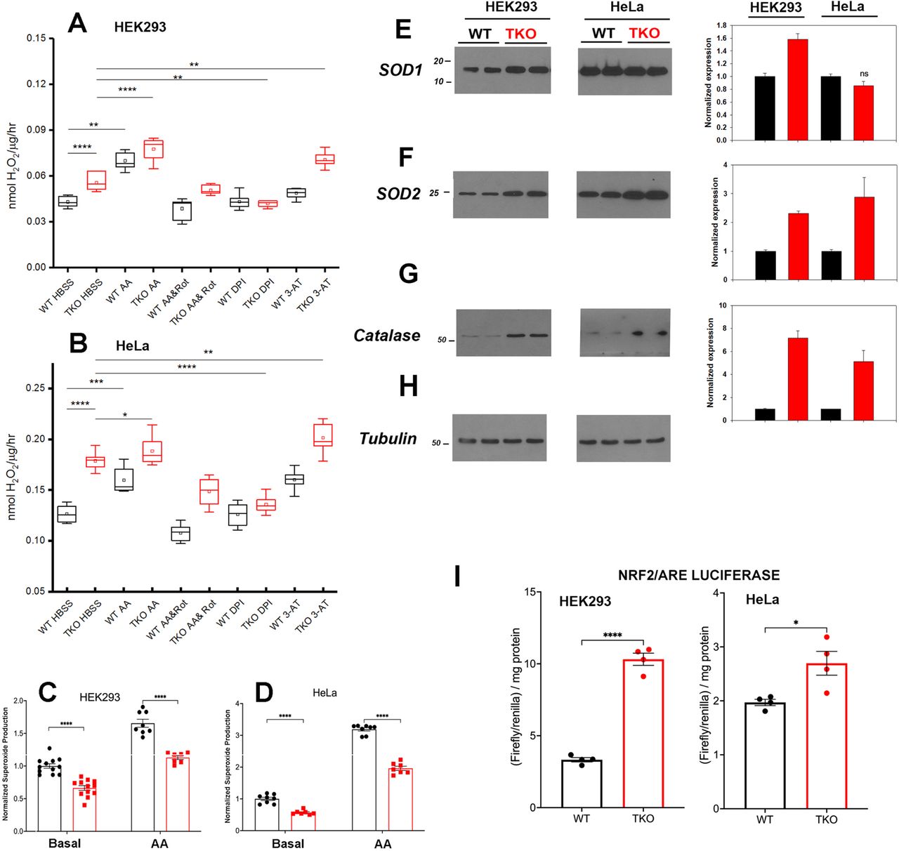 Mitosox Red Mitochondrial Superoxide Indicator | Thermo Fisher | Bioz