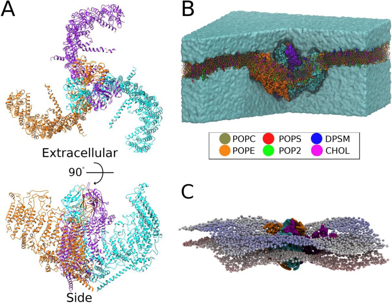 Piezo1 Full Model | Thermo Fisher | Bioz