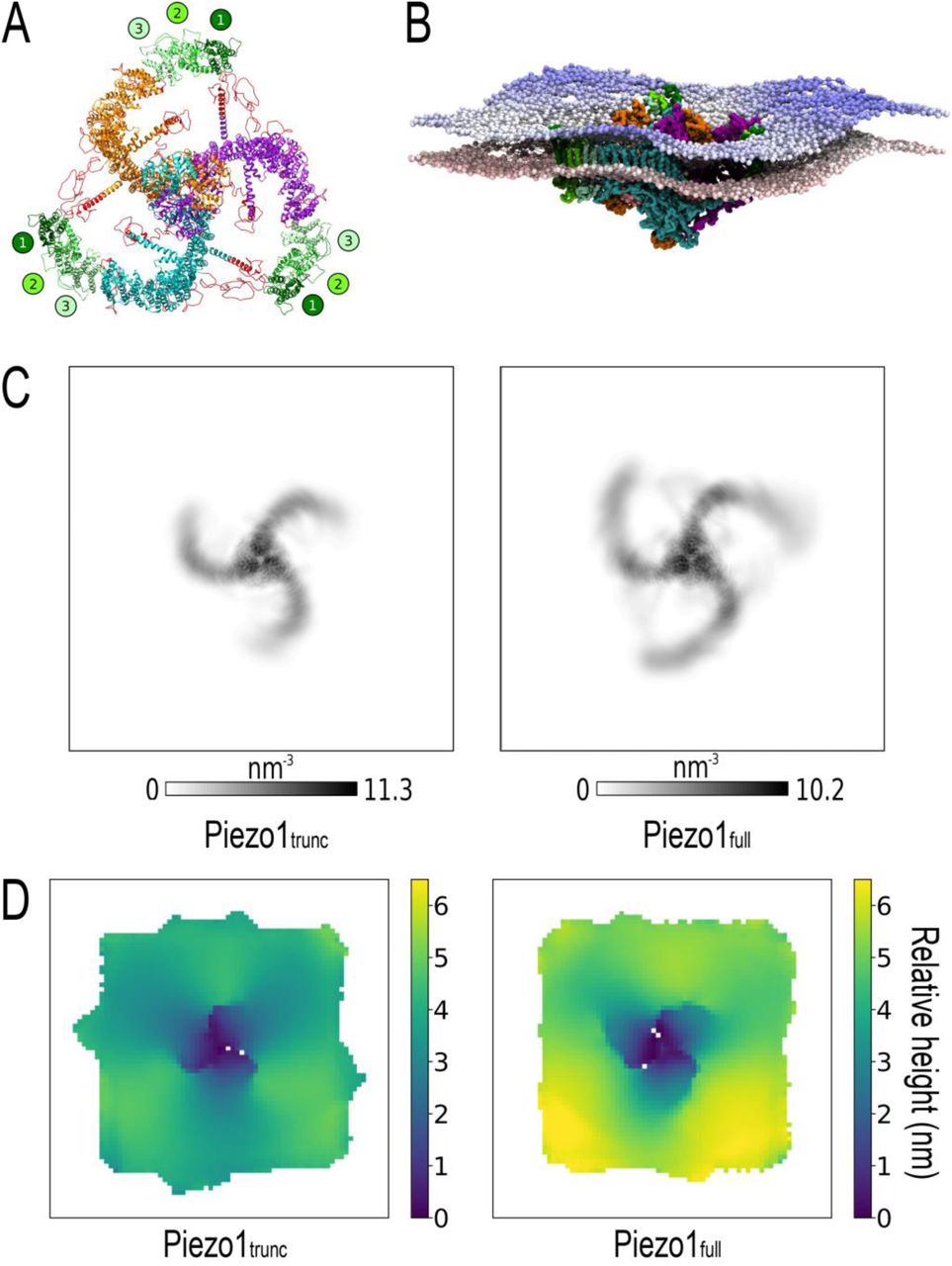 Piezo1 Full Model | Thermo Fisher | Bioz