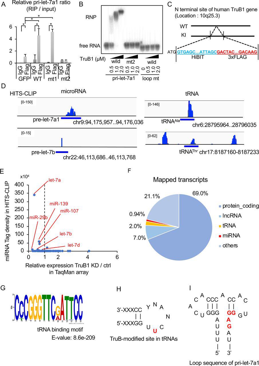 293ft Cell Cdna | Thermo Fisher | Bioz